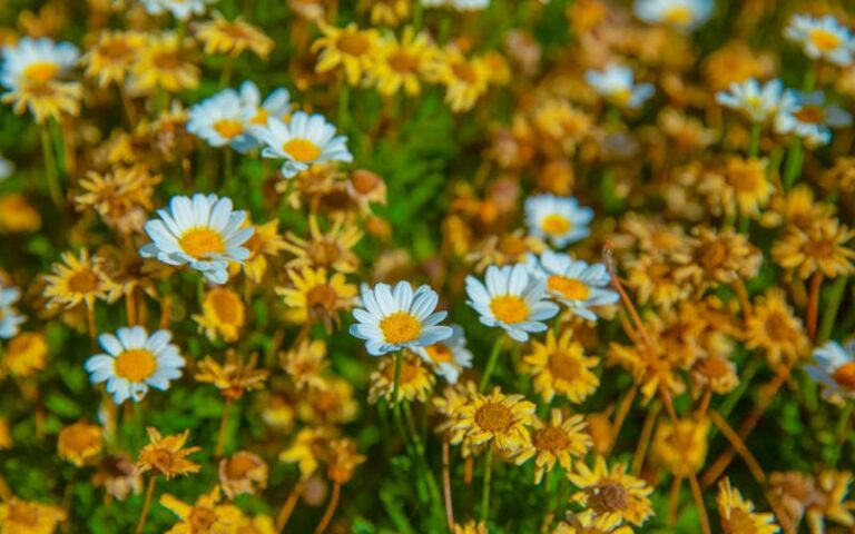 Kunci Jawaban Bahasa Inggris Kelas 7 Halaman 147, Associating Things ...