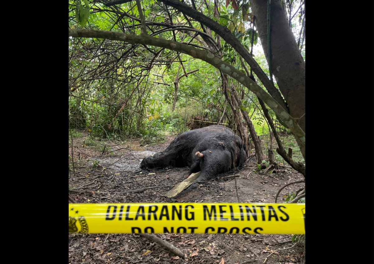 Seekor Gajah Sumatera Ditemukan Mati di Nagan Raya - AcehGround