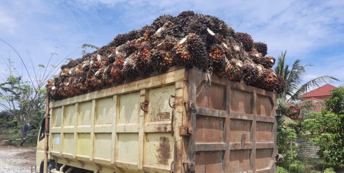 Bos Sawit Dirampok di Alue Leuhob, Ini Krnologisnya - AcehGround