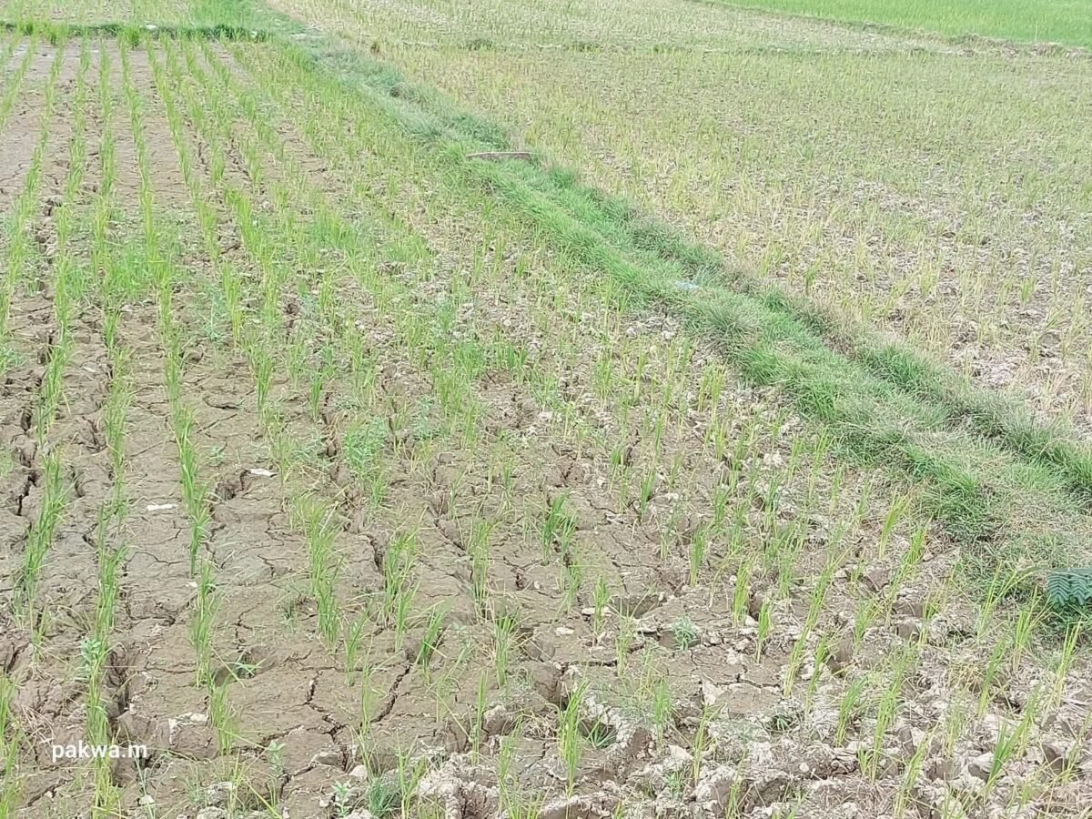 Petani di Kecamatan Makmur Terancam Gagal Panen - AcehGround