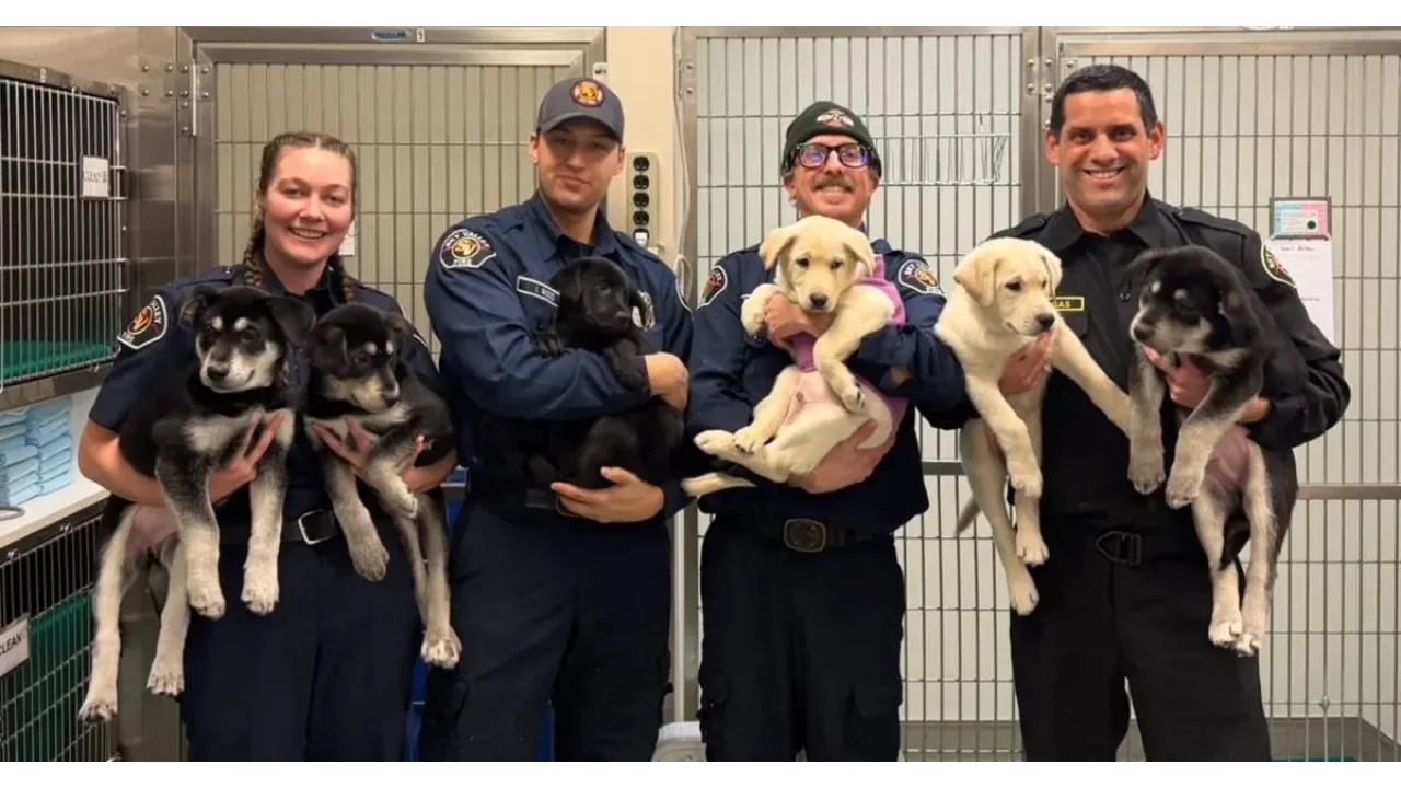 Enam Anak Anjing di Washington Selamat dari Dugaan Overdosis Fentanyl ...