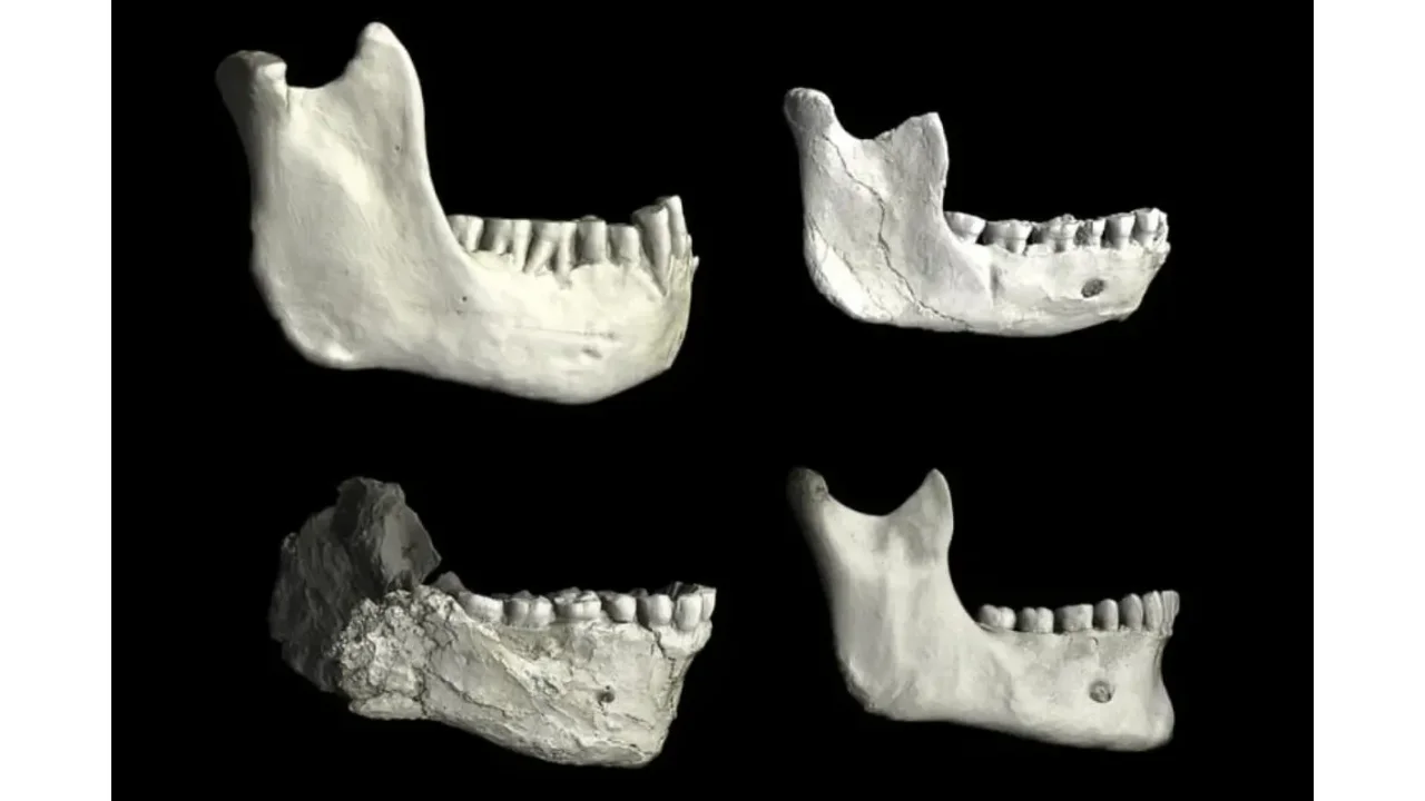 Ilmuwan Ungkap Fosil Manusia Purba 773 Ribu Tahun di Maroko, Isi Celah ...